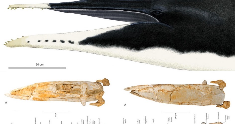 Species New to Science: [PaleoMammalogy • 2015] Waharoa ruwhenua ...