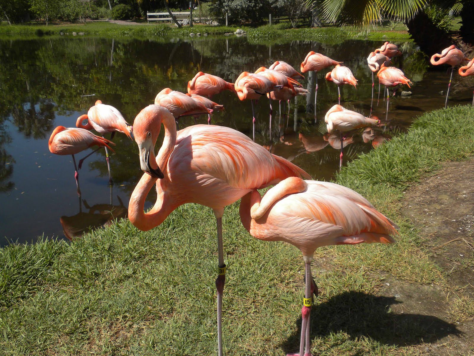 MadSnapper: flamboyance of flamingos