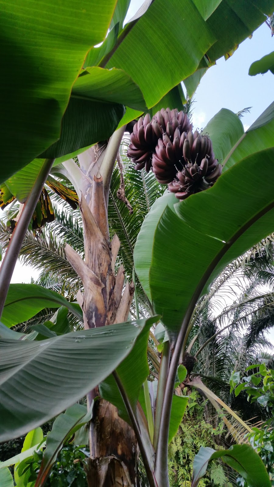 Warisan Petani: Riwayat Hidup Pisang Raja Udang