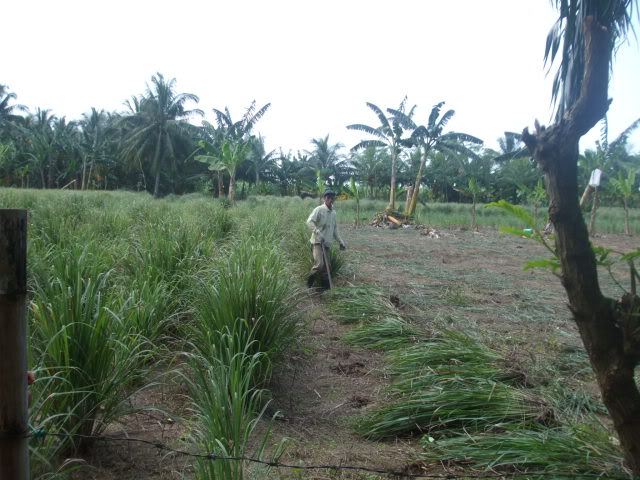 Belajar Dari Pengalaman: BAB 22: Buat duit dengan tanam serai