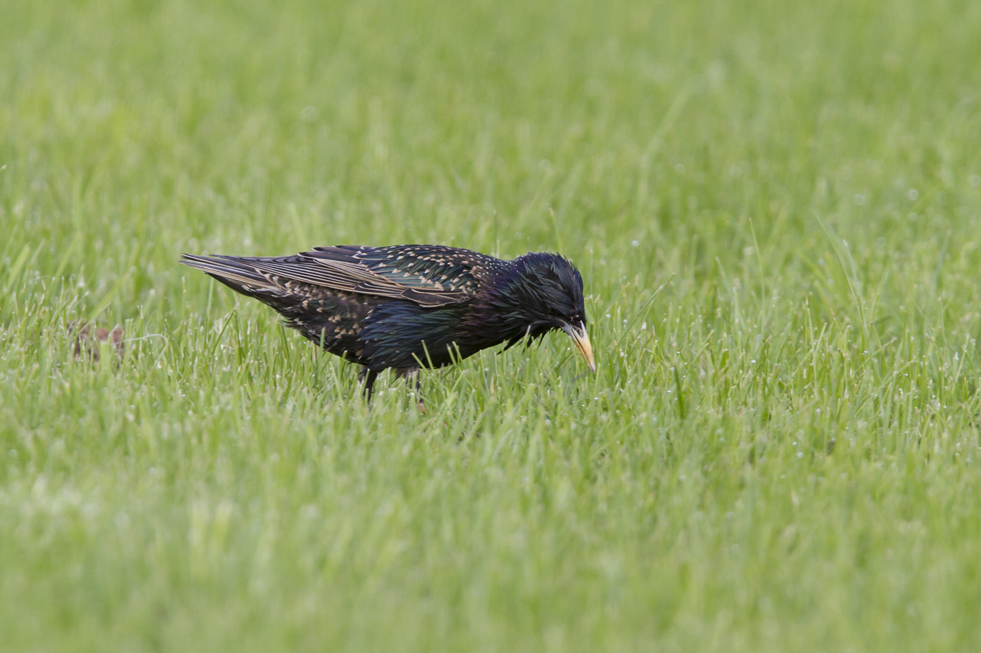 Janin luontokuvia: 28.5.-3.6.2011 Suomenoja sekä kevään lintuja