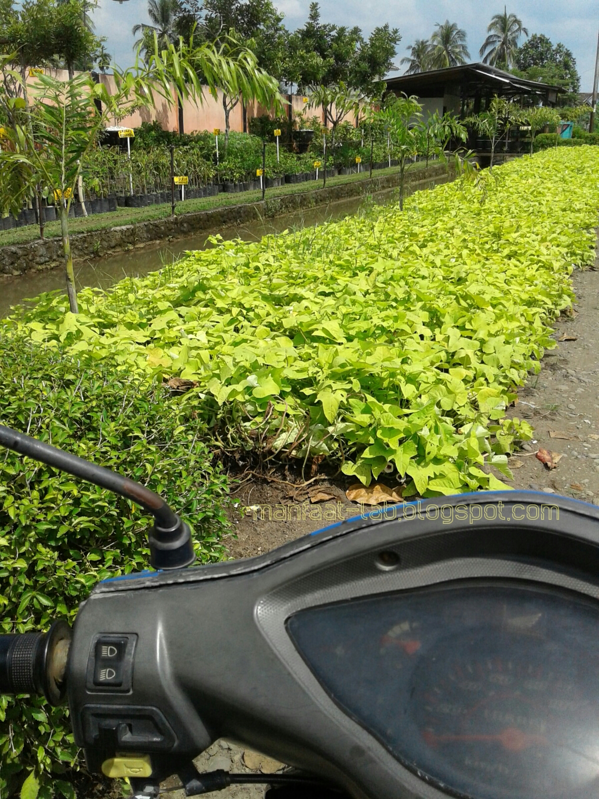 Tanaman ubi rambat serta manfaatnya (muntul) - Manfaat-Lab