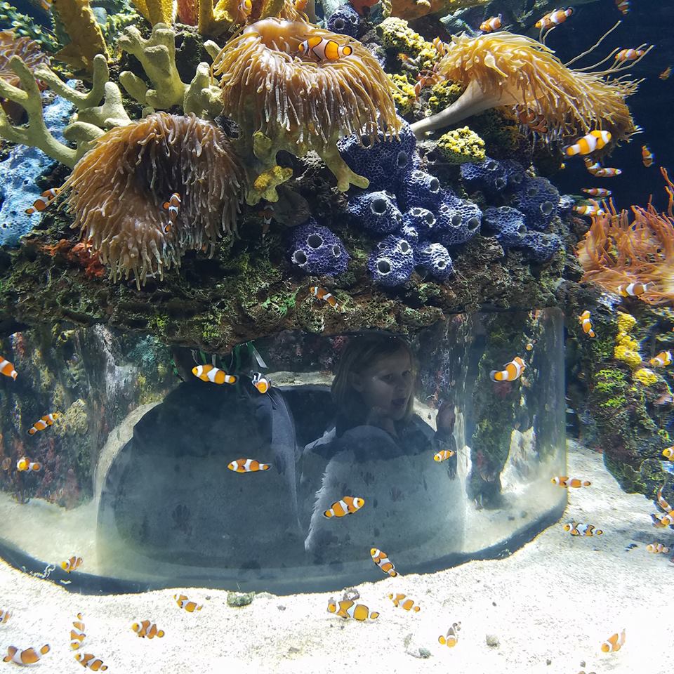 Play St. Louis: Wonders of Wildlife National Museum and Aquarium ...