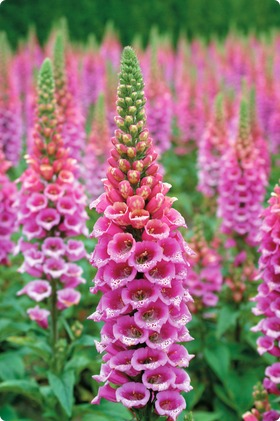 The Designer's Muse: To Be Planted...