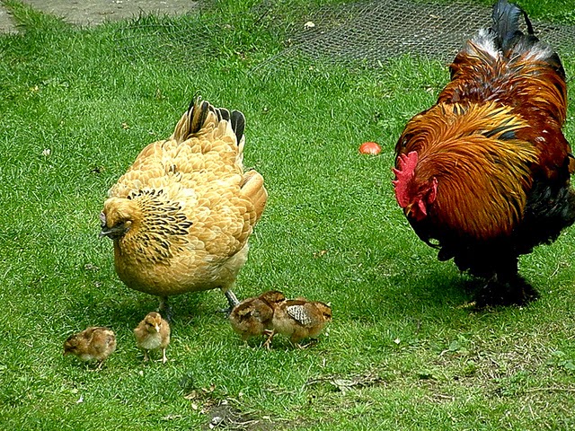 La mère poule