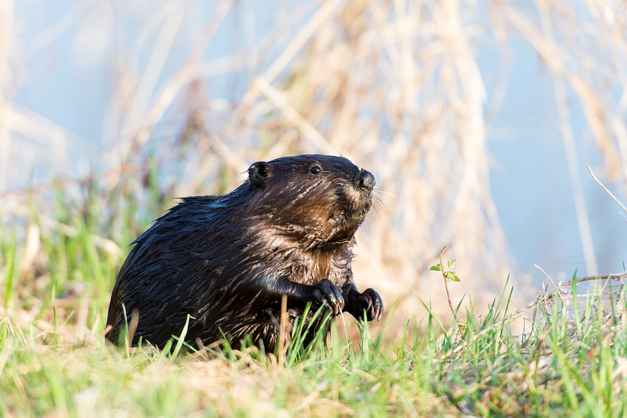 Do you know why beaver build houses?