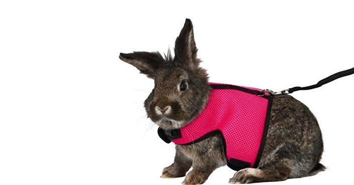 Rabbit Pet Lover: Trixie Soft Rabbit Harness with Leash for Larger Rabbits