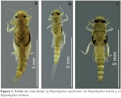 Seminario de orientación "Educación y ambiente": Efemerópteros