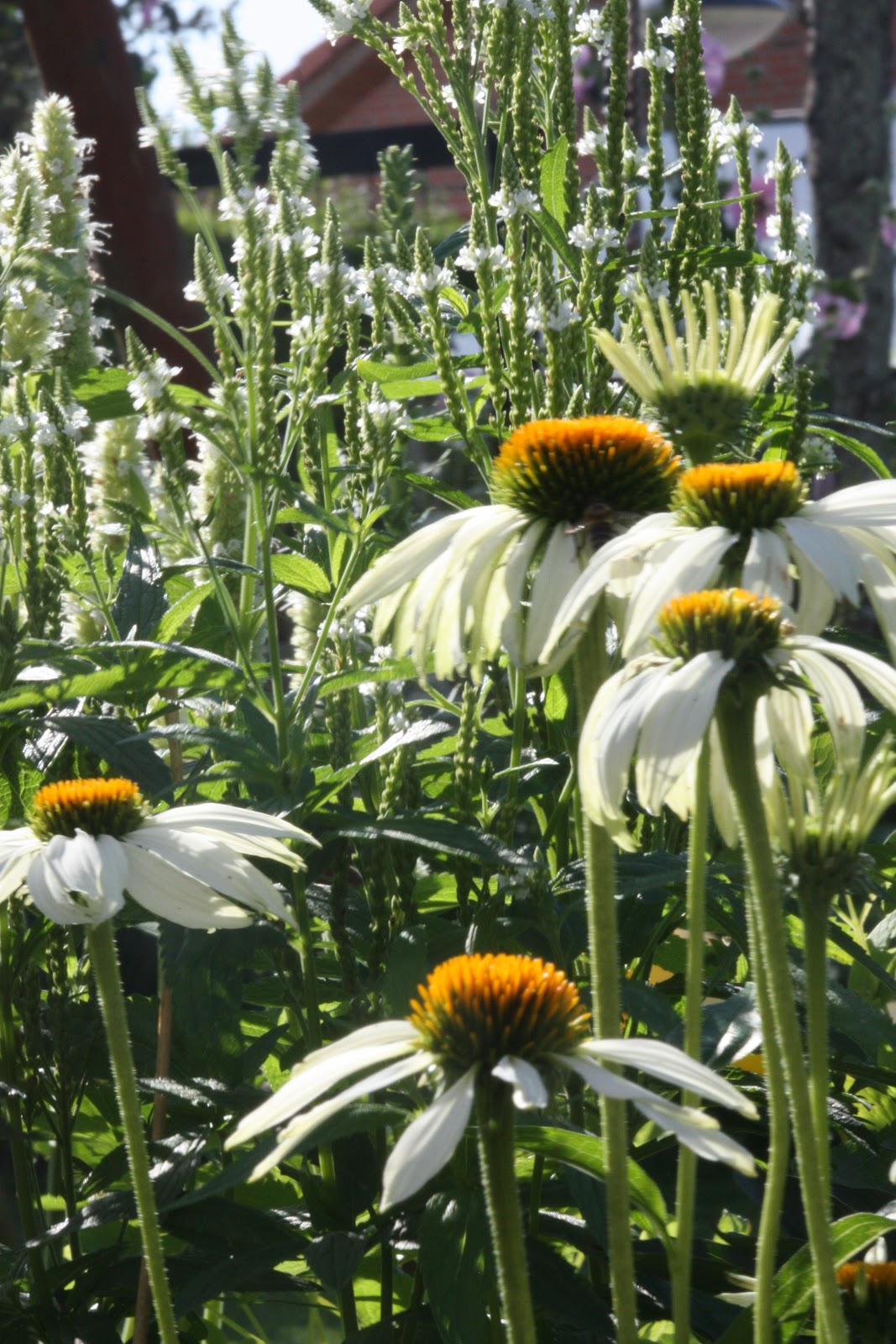 Frøken Solhat: Flere partnere 1