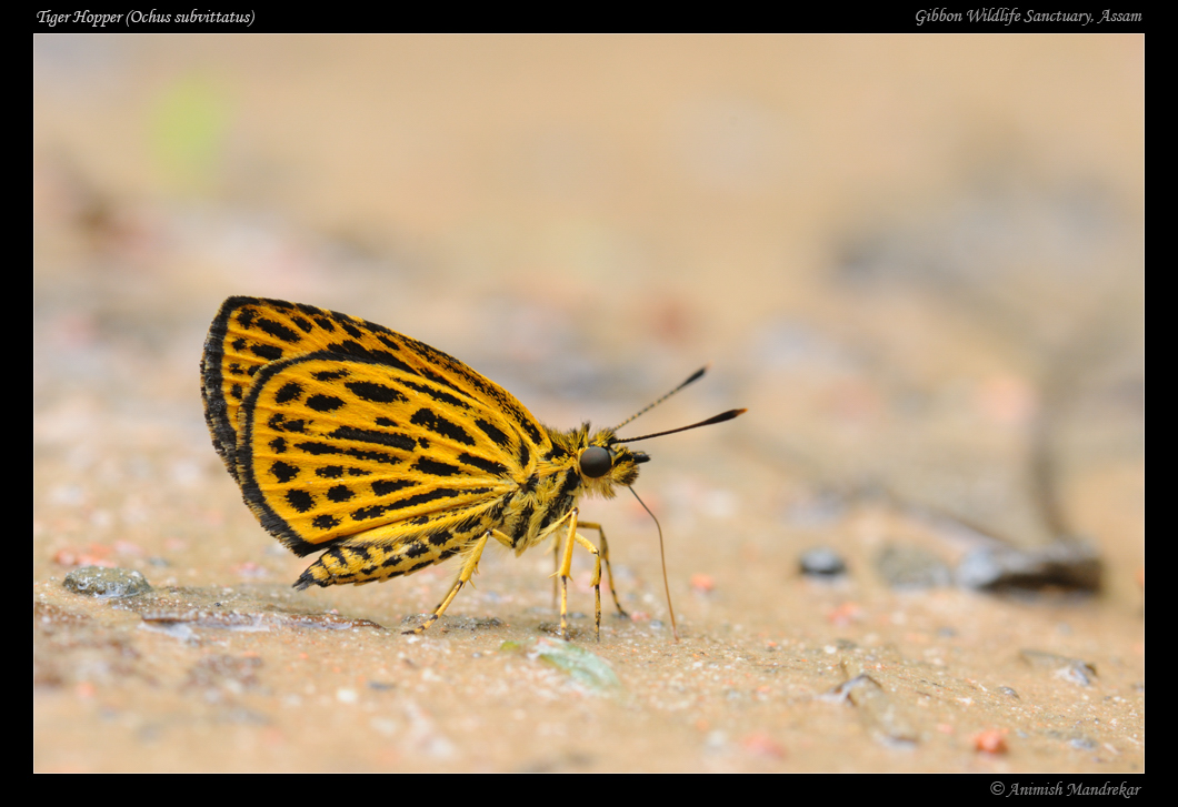 Butterfly Heaven in Hollongapar Gibbon Wildlife Sanctuary: Butterfly ...