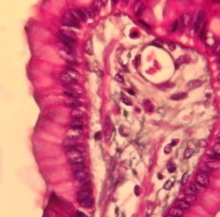 Manual interactivo de morfología celular: Morfología de células columnares.