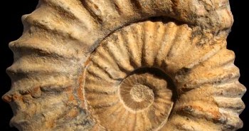 Variety of Life: Leptoceras