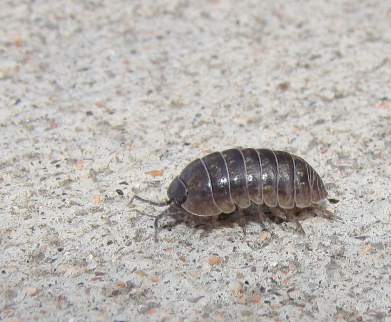 Bug Eric: Take a "Sidewalk Safari"