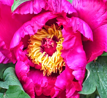 -neuer Gartentraum-: Erste Pfingst- (Oster-) Rose