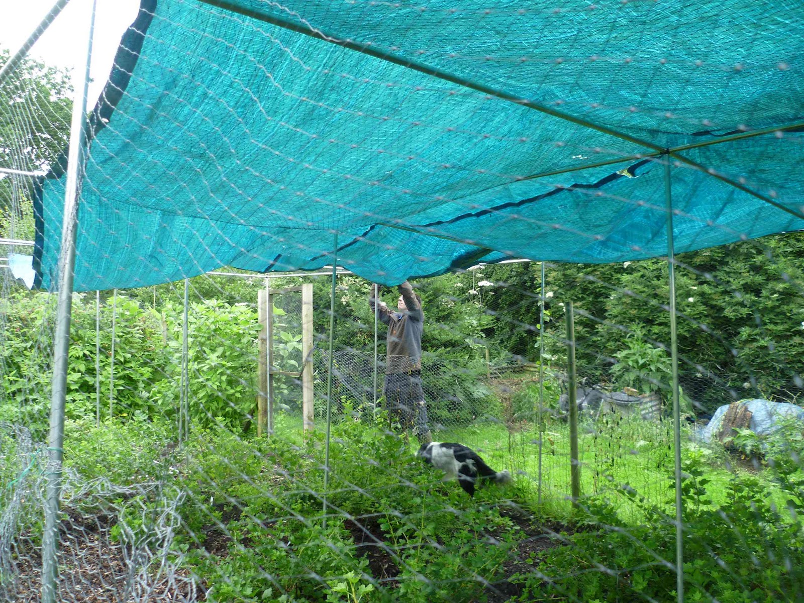 The Blackden Trust: Bursting Berries and Flying Fruit cages