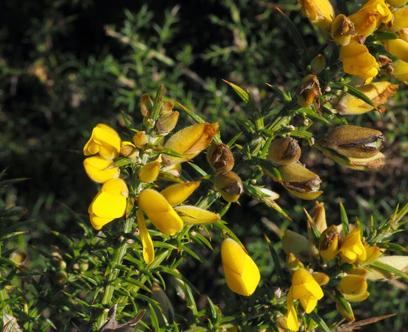 Paseos por la naturaleza: Ulex europaeus. Tojo.