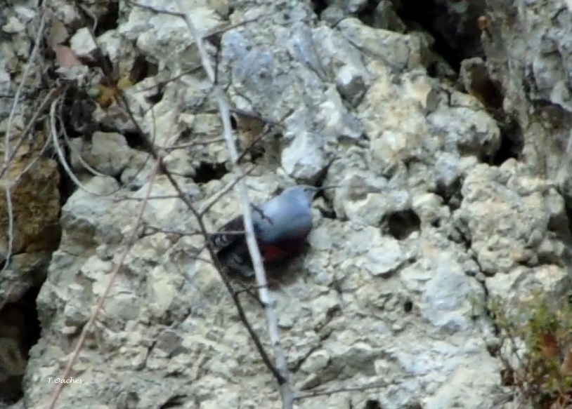 PASARI DIN ROMANIA: FLUTURASUL DE STANCA, Tichodroma muraria