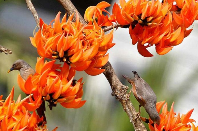 Pohela Falgun 2017 Image, Photos, Wallpaper, Quotes, SMS, Picture ...