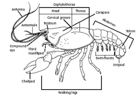 Medan CrayFish | CrawFish | Crawdad: Crayfish / Crawfish / Crawdads ...