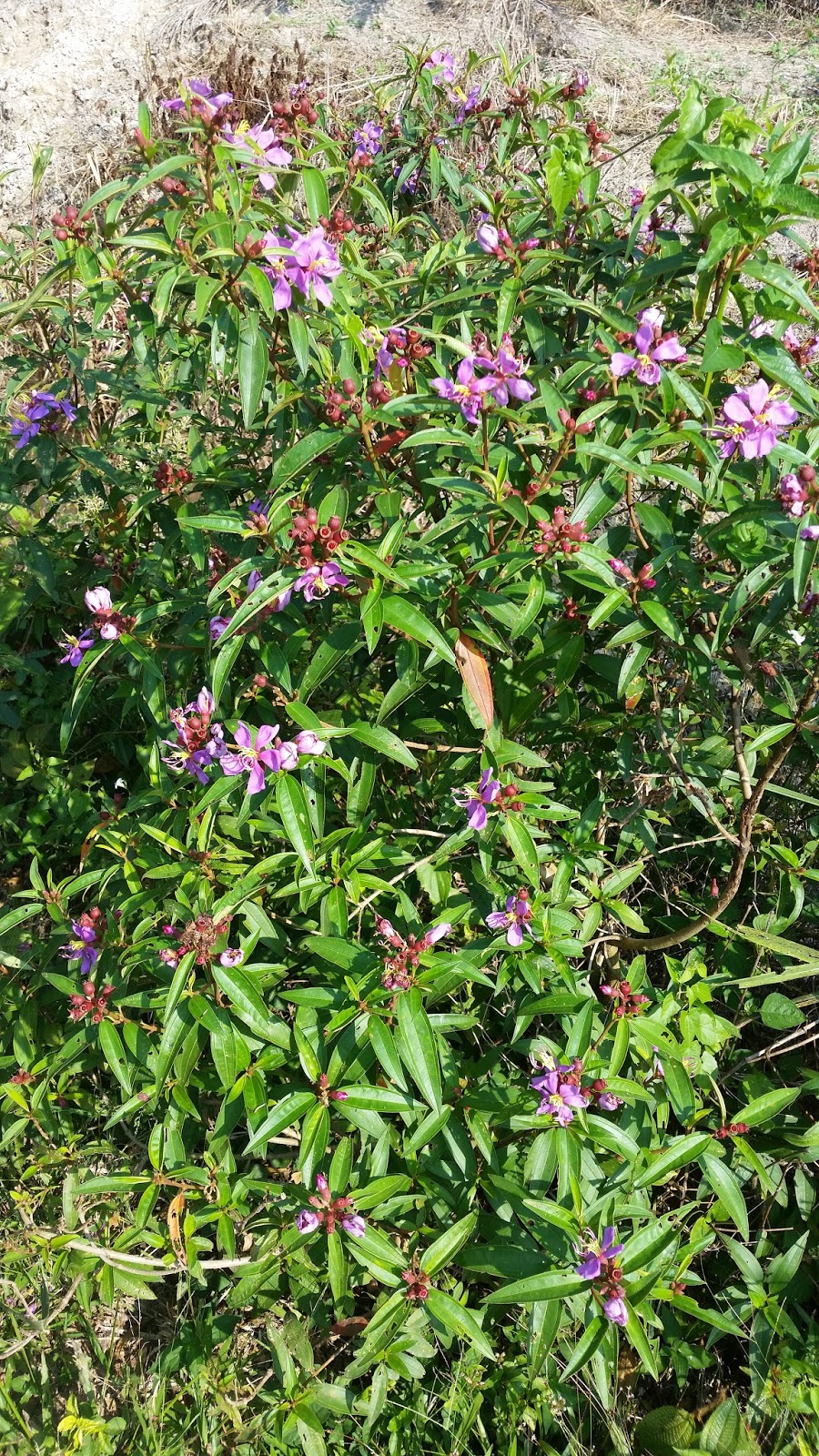 Warisan Petani: Pokok senduduk.