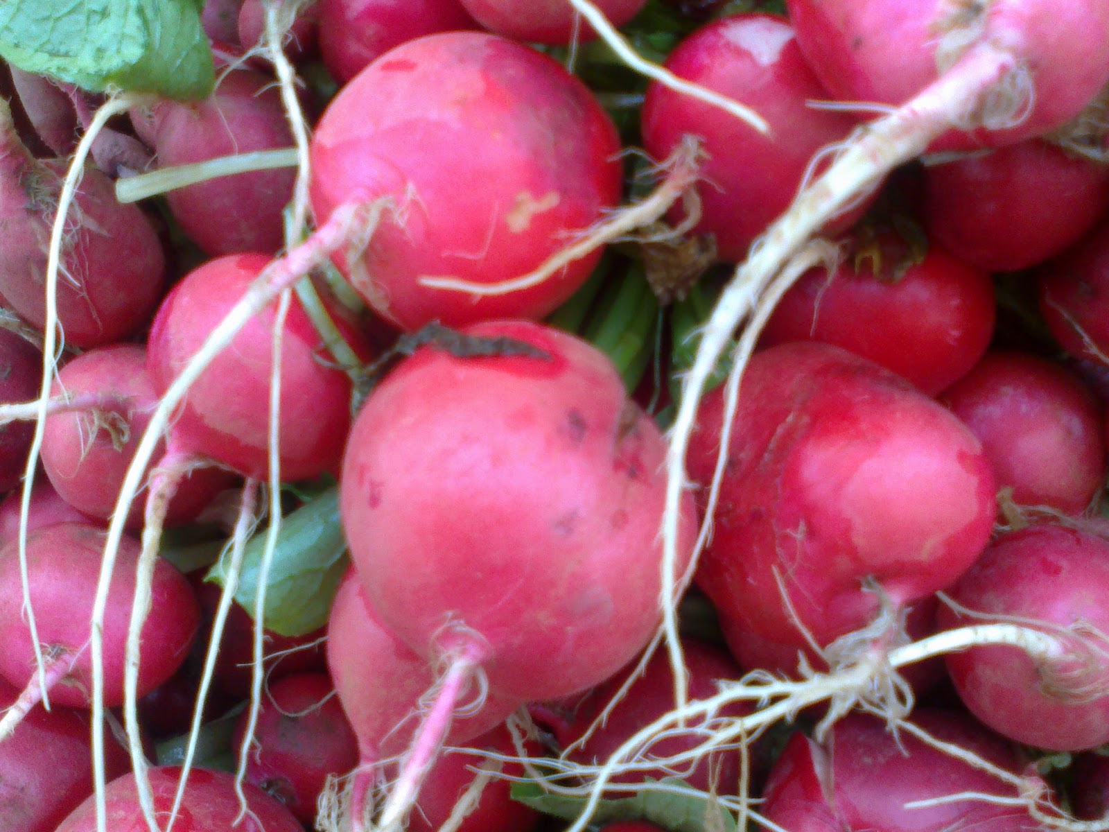 Cantinho Das Verduras Fresquinhas: Rabanete