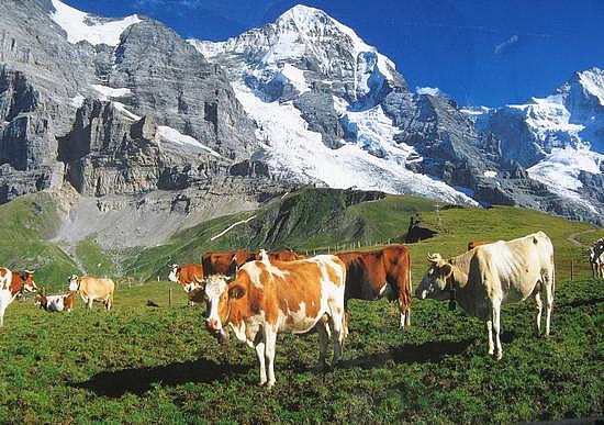 Expat Adventure: Favorite Things: Swiss Cows