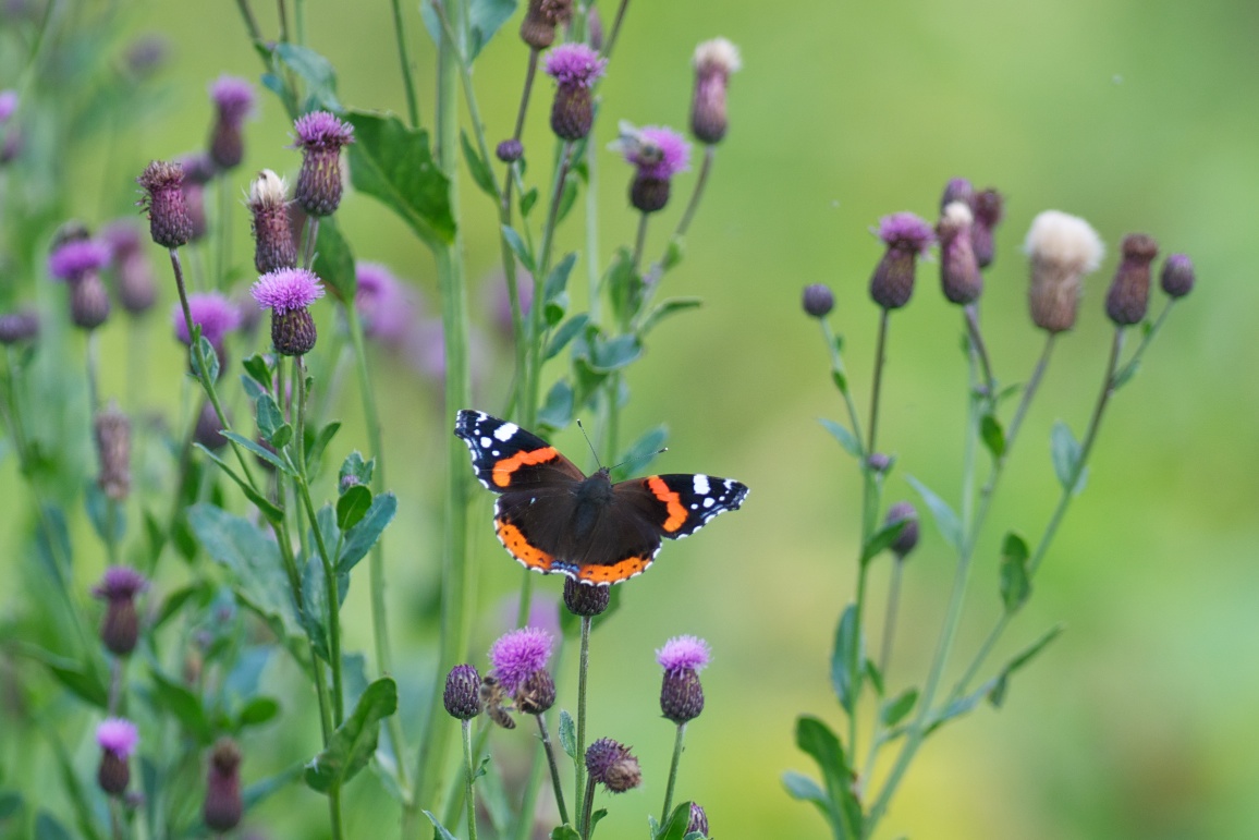 Helge Thun's fotoblogg: Admiral-sommerfugl