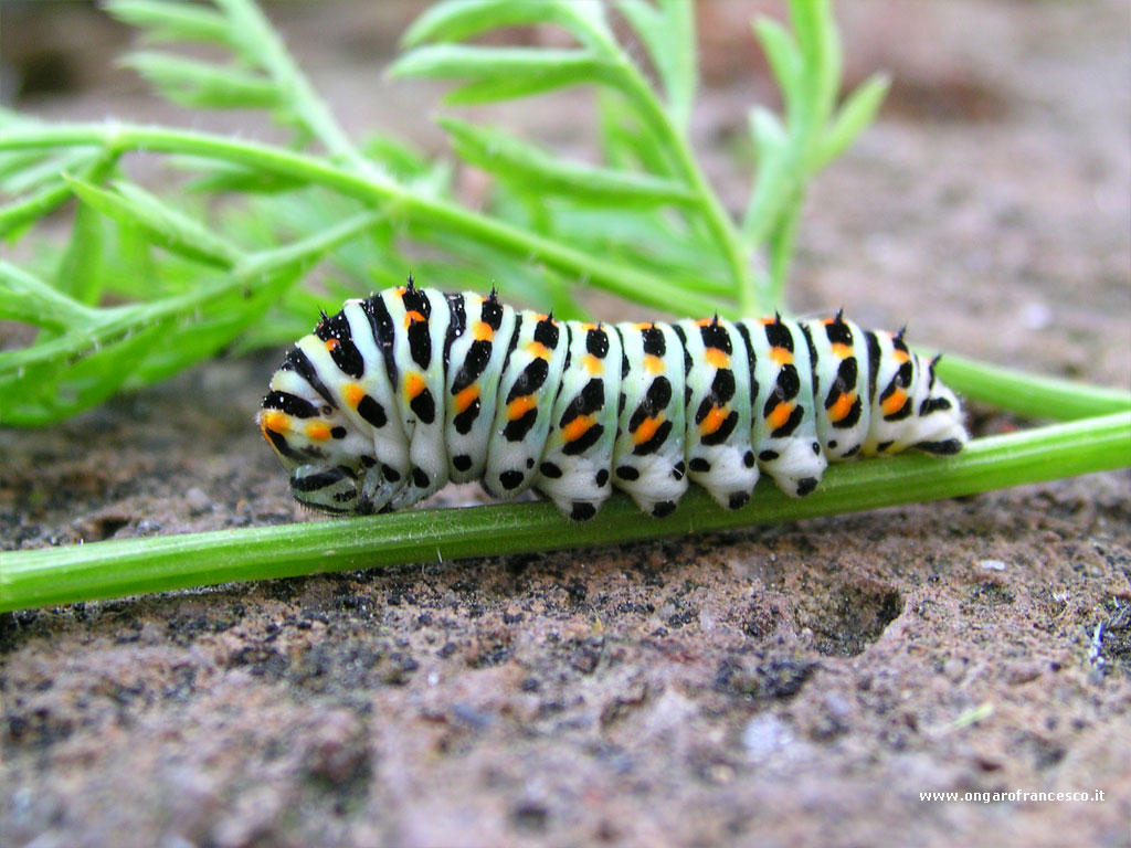 Gli animali di tutto il mondo