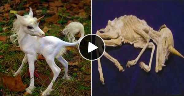 Real Life Unicorn That Looked Similar With Rhinoceros Found Dead