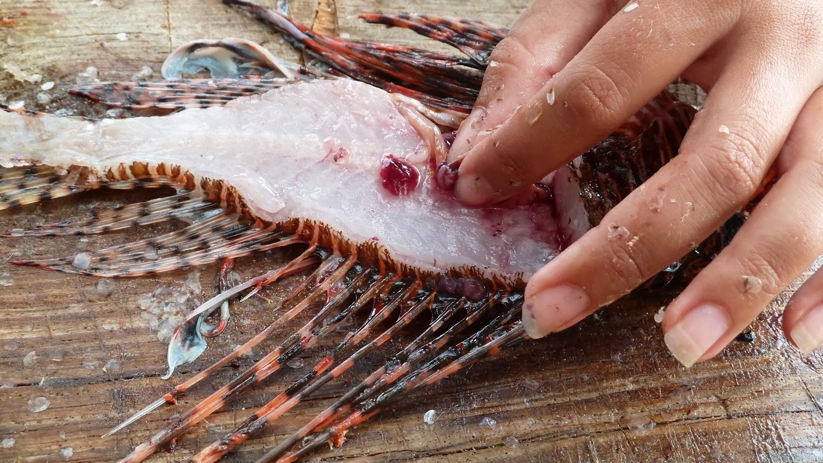 Fishing in Blue: Why are we catching Lionfish with Reef CI?