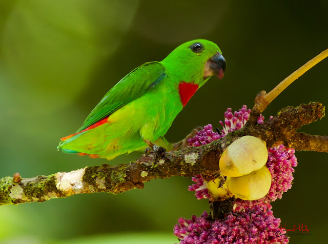 SOUTH EAST ASIA BIRDS - Malaysia birds paradise: blue-crowned hanging ...