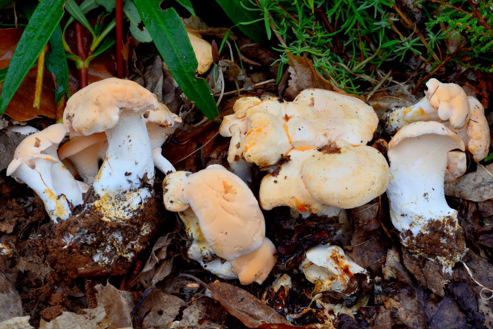 Setas Extremadura : Hydnum Repandum