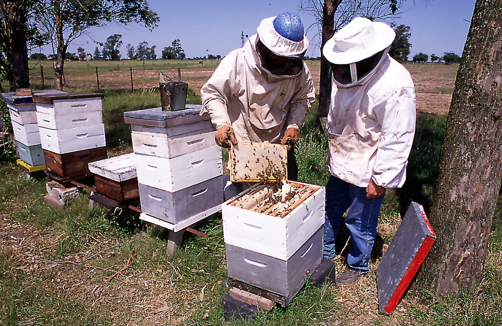 Inta. Cuenca del Salado: Producción apícola