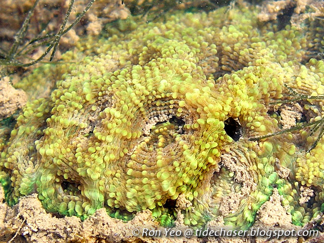tHE tiDE cHAsER: Hard Corals (Phylum Cnidaria: Order Scleractinia) of ...