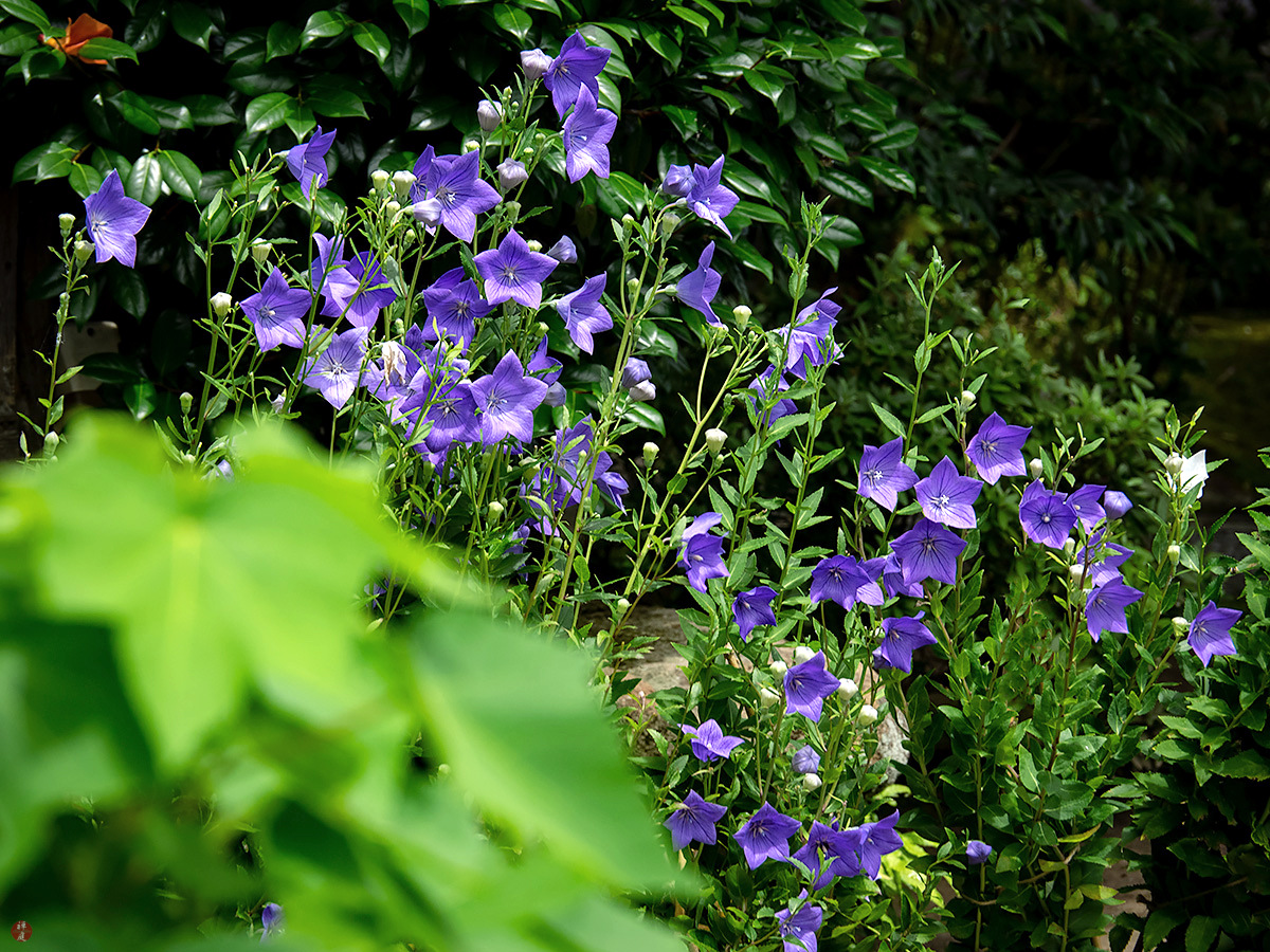 FROM THE GARDEN OF ZEN: Kikyo (Platycodon grandiflorus) flowers: Kaizo-ji