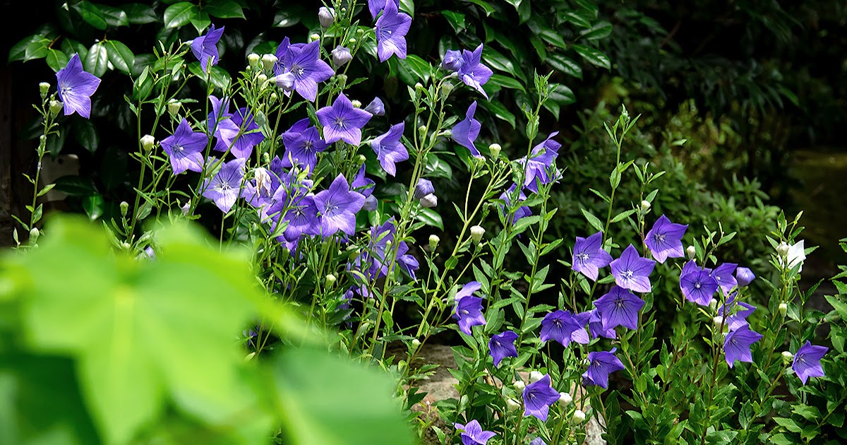 FROM THE GARDEN OF ZEN: Kikyo (Platycodon grandiflorus) flowers: Kaizo-ji