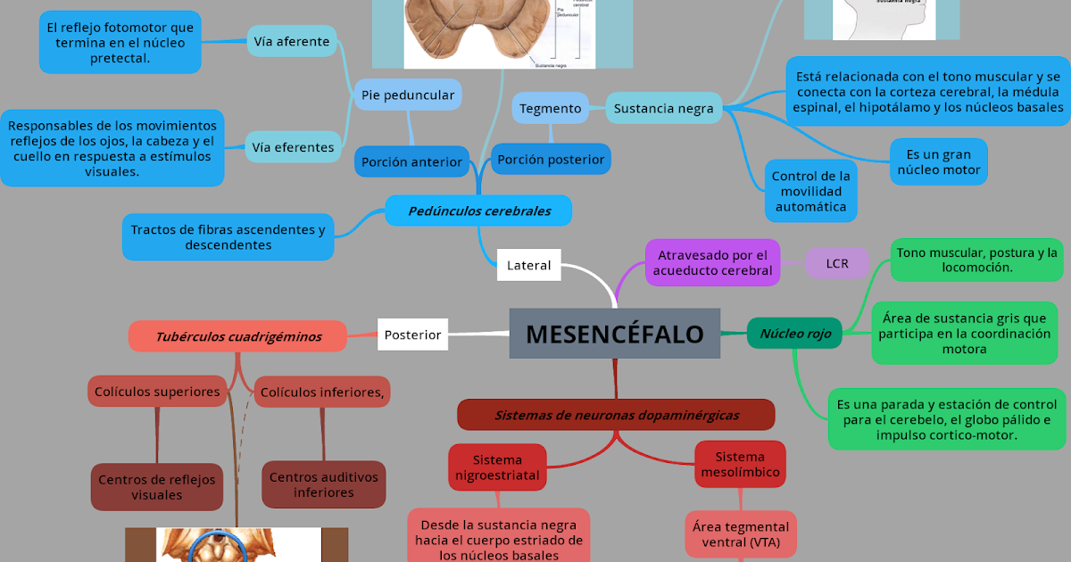 MESENCÉFALO Y METENCÉFALO