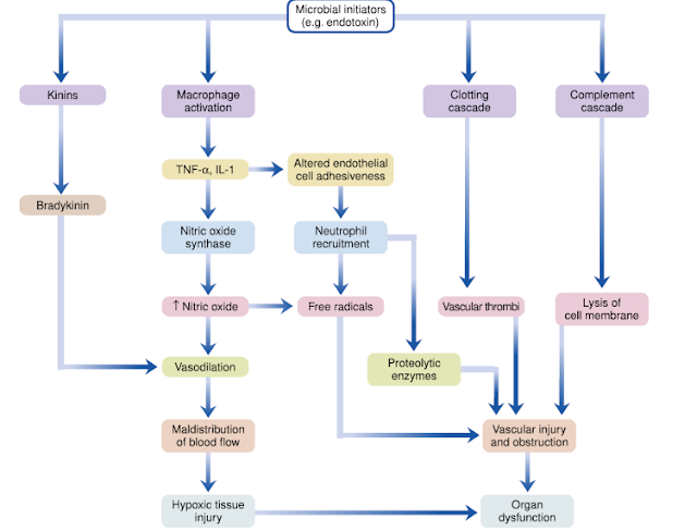 Pathogenesis of Septic shock