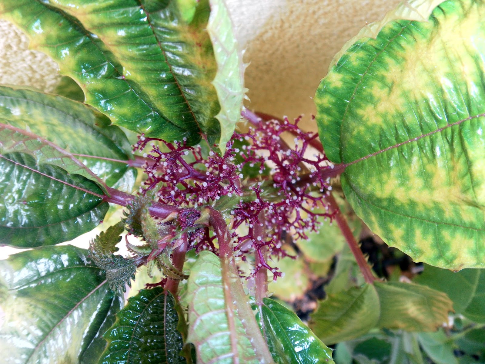 Scirpidiella's Plants: Urtigão, Shrubby Nettle (Urera cf. nitida)