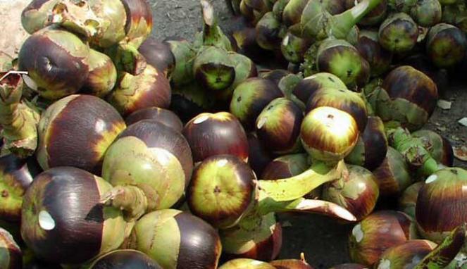 Manfaat Buah Siwalan Bagi Kesehatan