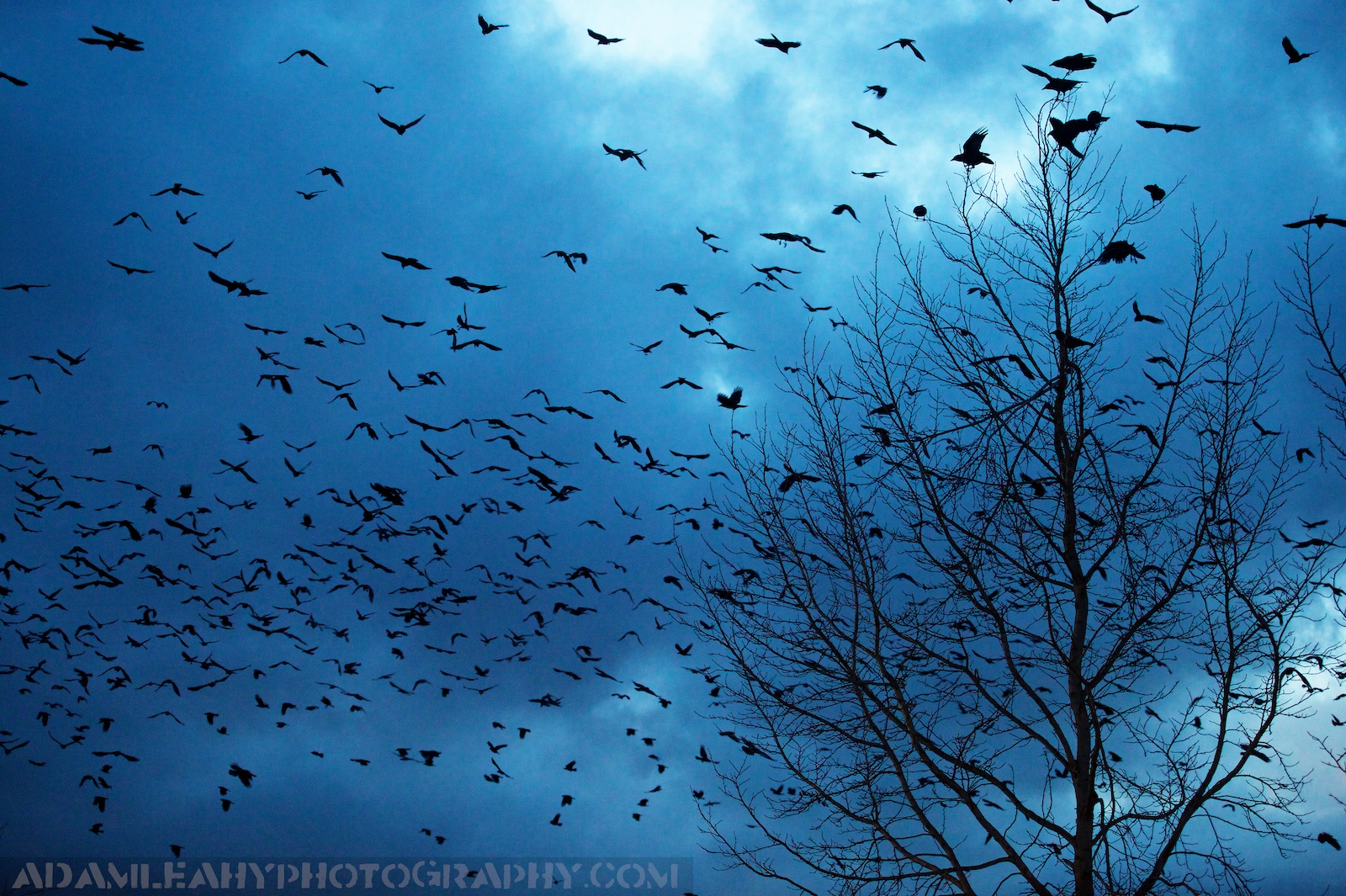 Adam Leahy Photography Today: The Crows