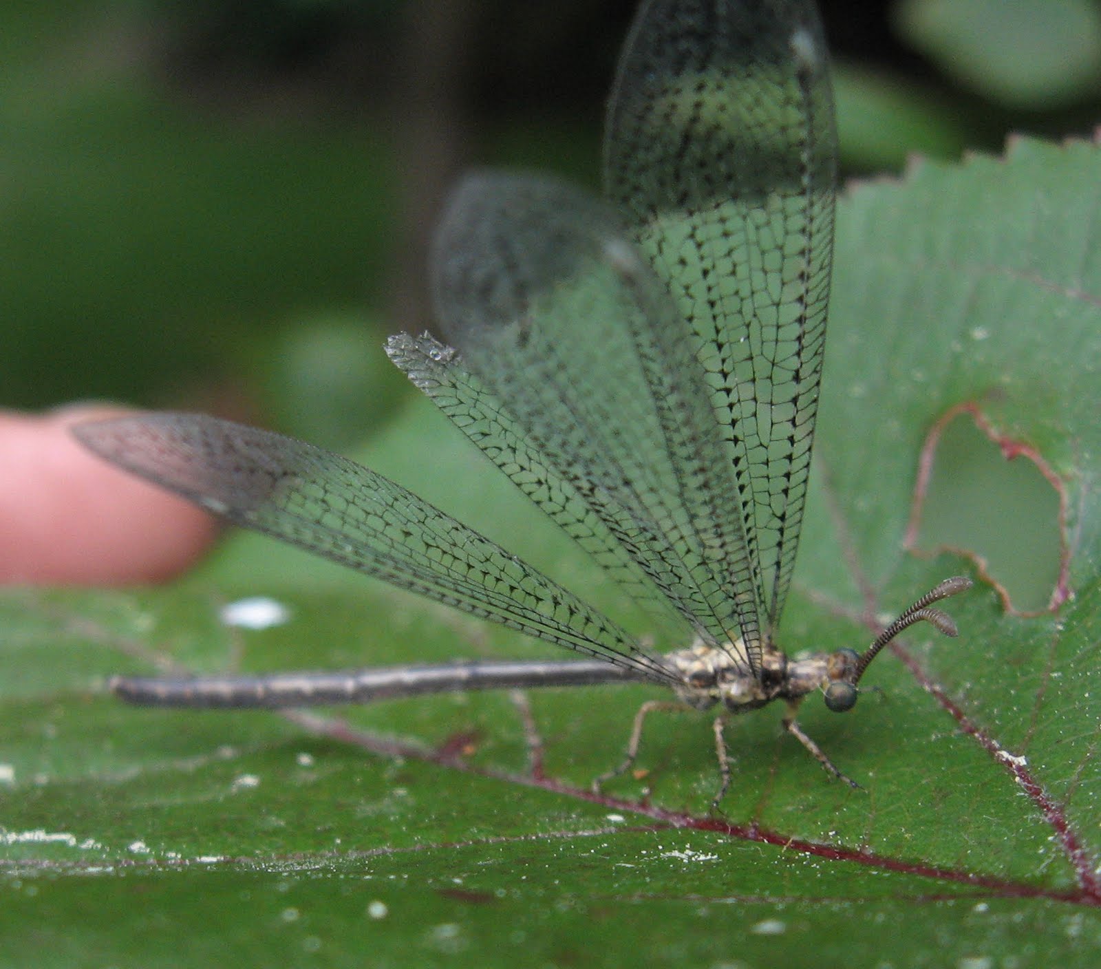 Tangled Web: Mantidfly, Antlion, Fishfly, Lacewing and Dobsonfly ...