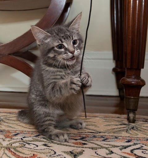 Catsparella: The Most Powerful Kitten in Canada