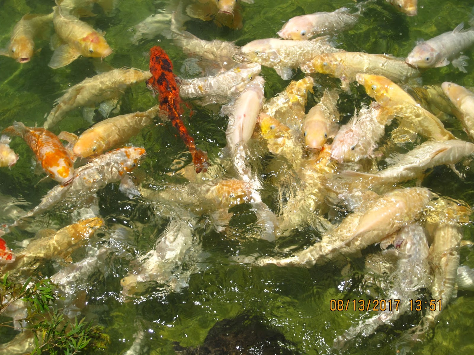 Bonao Internacional: ESTE LAGO NOS RECUERDA " EL MLAGRO DE LOS PECES