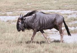 muchisimo mas sobre animales: Curiosidades Sobre Los Ñus