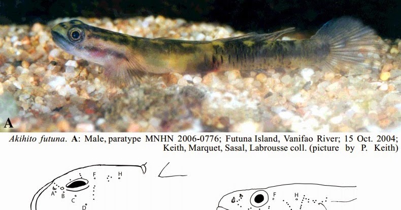 Species New to Science: [Ichthyology • 2008] Akihito futuna• A New ...