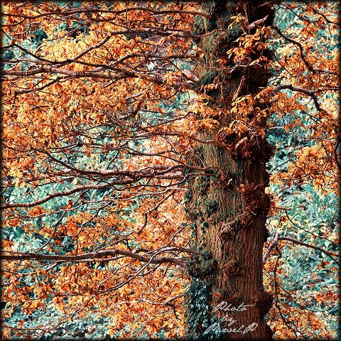 Crone Cronicles: Druid Sacred Trees-