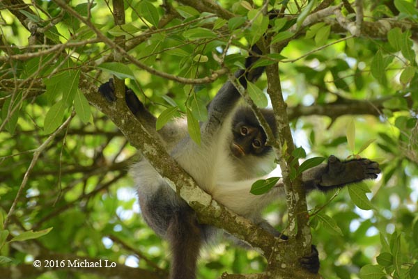 The rainforests of Borneo & Southeast Asia: White-thighed Surili ...