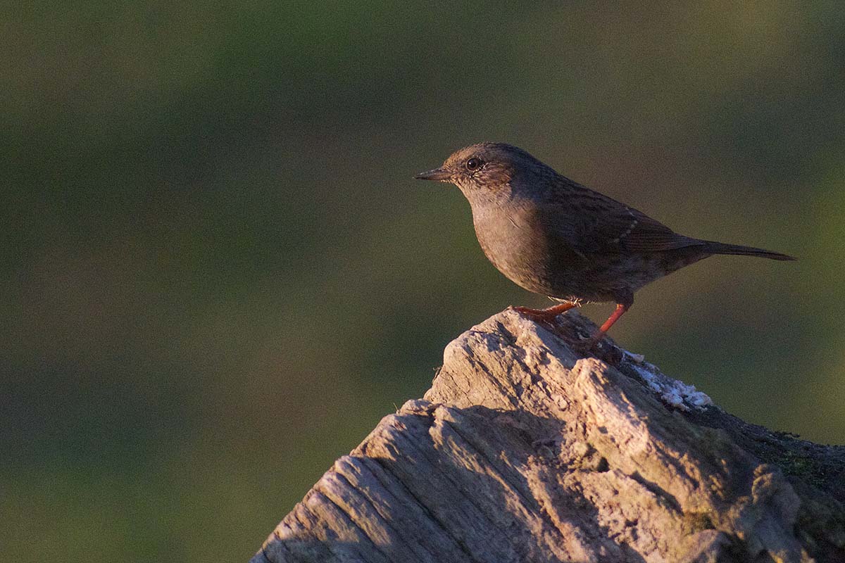 Riserva Naturale Regionale e Oasi WWF dei Ghirardi: Capanno fotografico ...