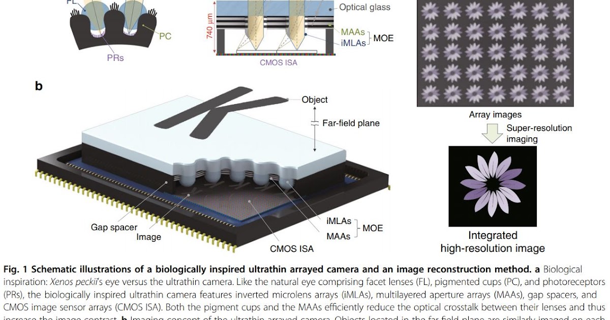 Image Sensors World: One More Array Camera